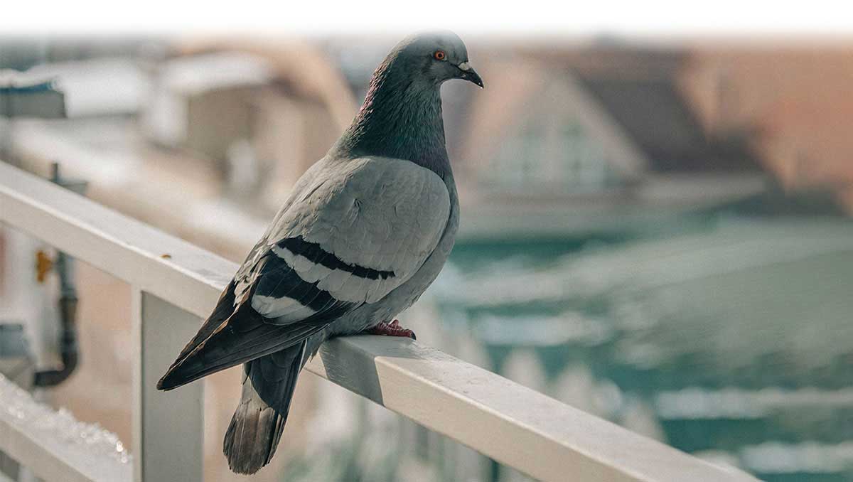 Blog for pigeon safety nets